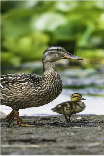 Πίνακας Duck and Duckling by the Water Πάπια και παπάκι δίπλα στο νερό ...