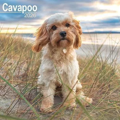 Cavapoo Calendar 2026 Square Dog Breed | SHOPFLIX.gr