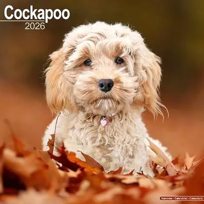 Cockapoo Calendar 2026 Square Dog Breed Wall Calendar - 16 Month ...