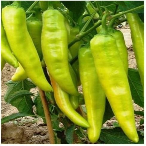 Σπόροι Πιπεριά Κέρατο Bounty F1 0.1kg | SHOPFLIX.gr